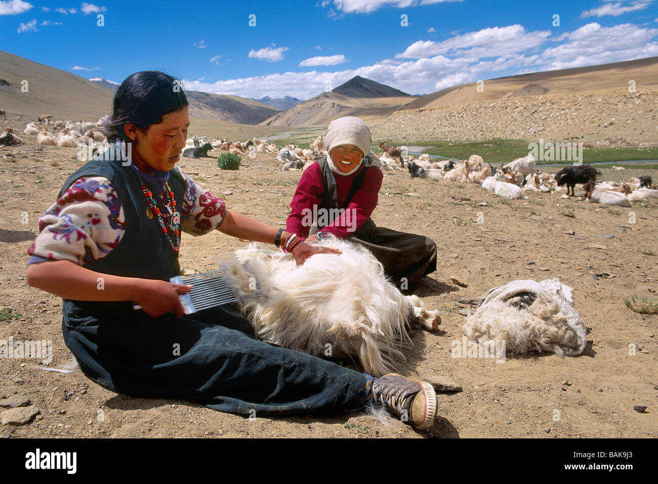India, Jammu and Kashmir, Ladakh, Changtang Plateau, Rachun Karu nomad ...