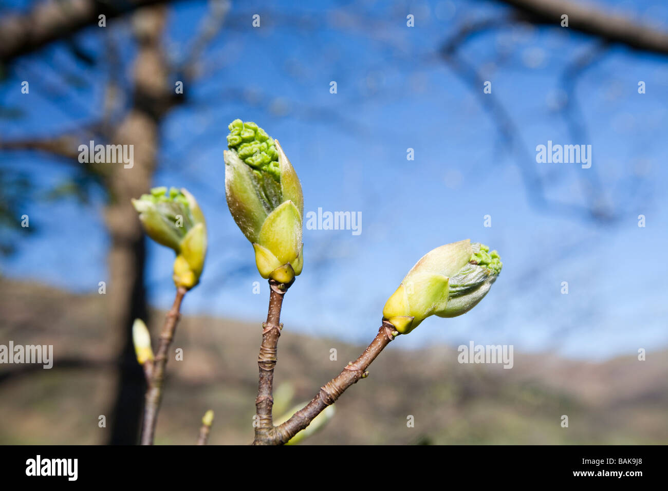 Sycamore Bud Stock Photos & Sycamore Bud Stock Images - Alamy