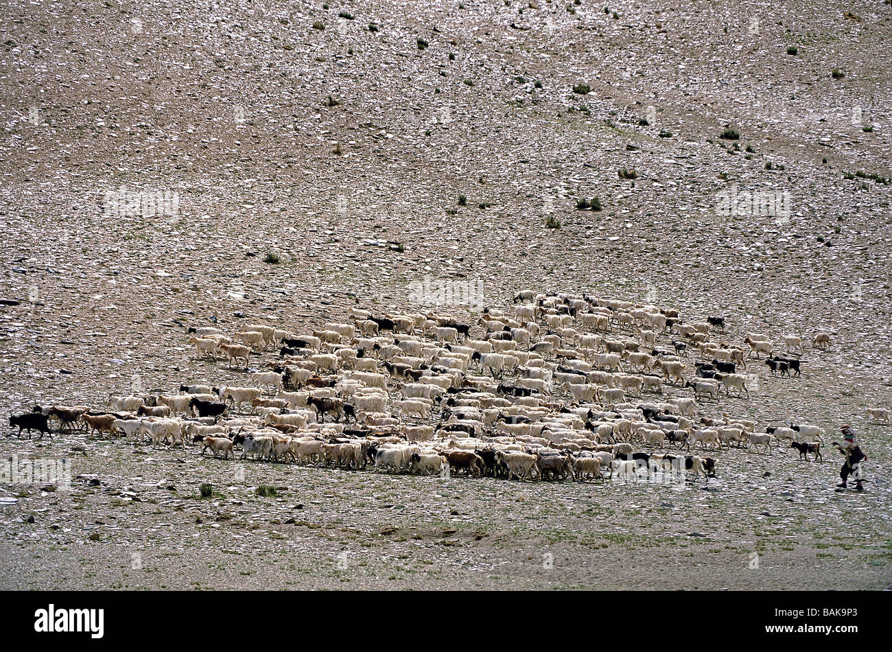 India, Jammu and Kashmir State, Ladakh, Changtang Plateau, Rachun Karu ...