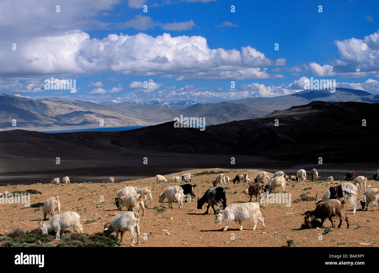 India, Jammu and Kashmir State, Ladakh, Changtang Plateau, near Karzok ...
