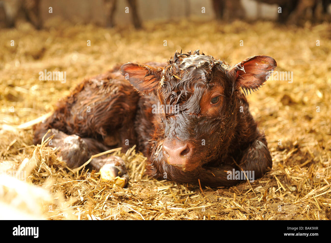 Calf in afterbirth hi-res stock photography and images - Alamy