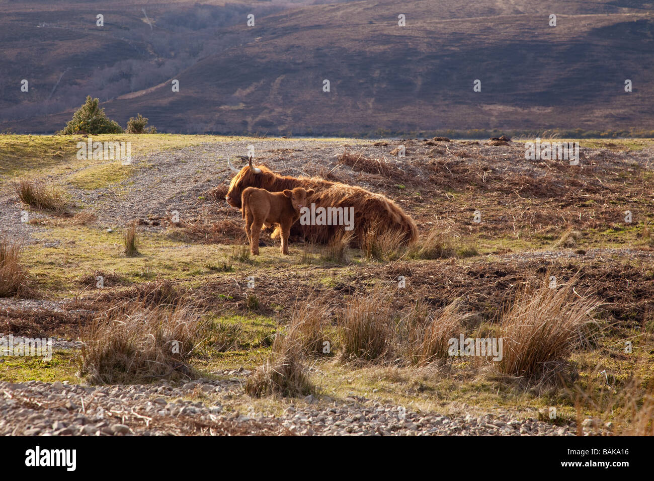 Scottish Highland Cattle Stock Photo - Alamy