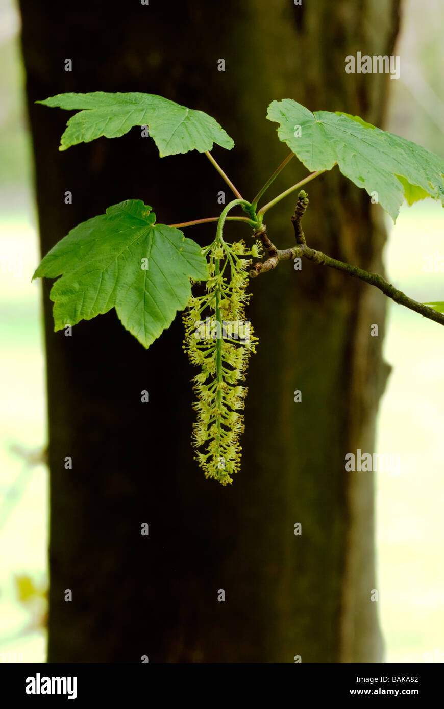 Sycamore flowers hi-res stock photography and images - Alamy