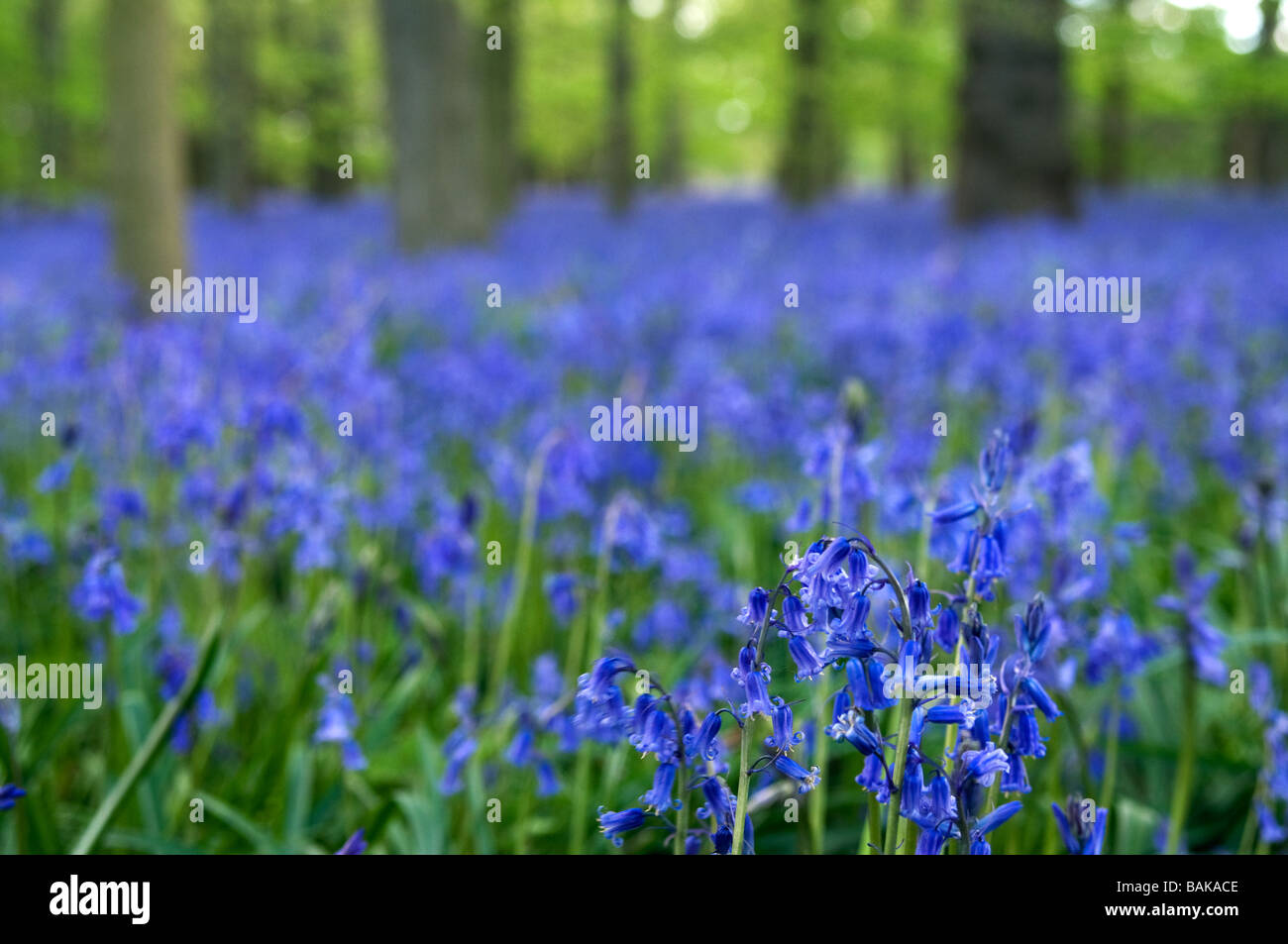 Carpet of English native Bluebells in ancient woodland Stock Photo - Alamy