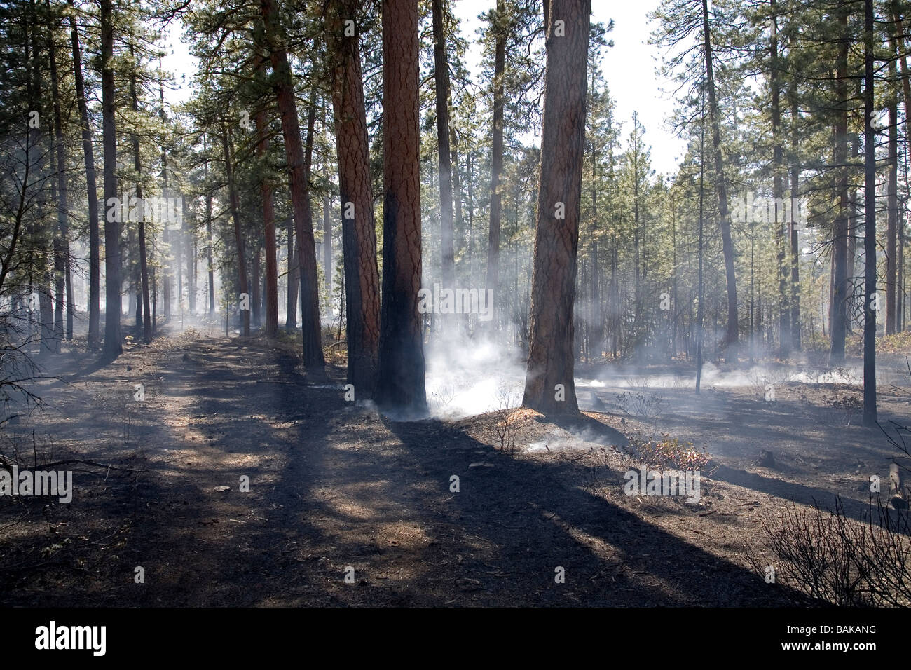 Smoke rises from charred ponderosa pine trees after a small forest ...