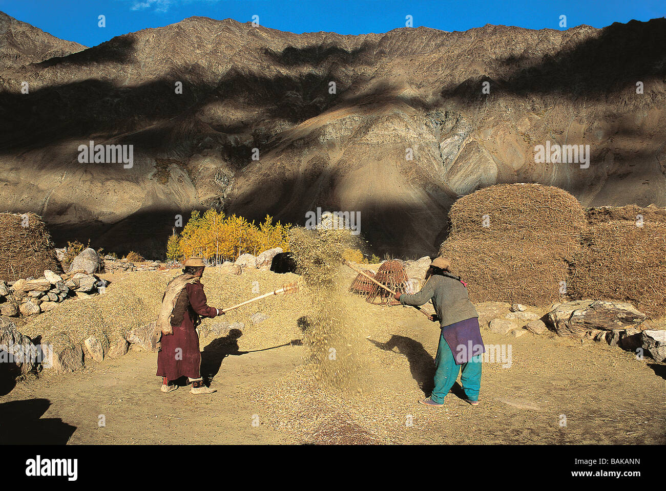 India, Jammu and Kashmir State, Ladakh Himalaya, Zanskar, Reru Village ...