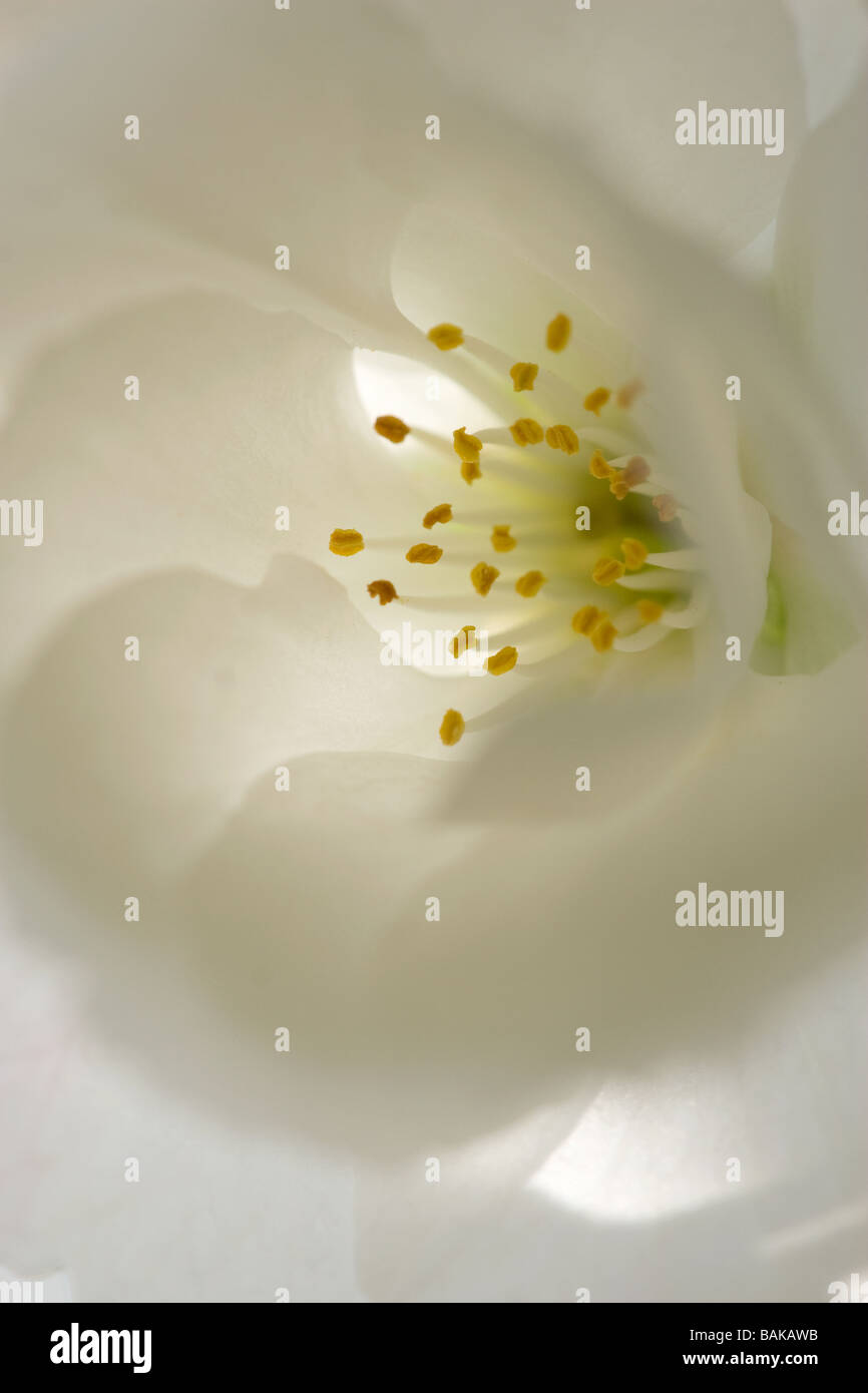 Stamen apples hi-res stock photography and images - Alamy