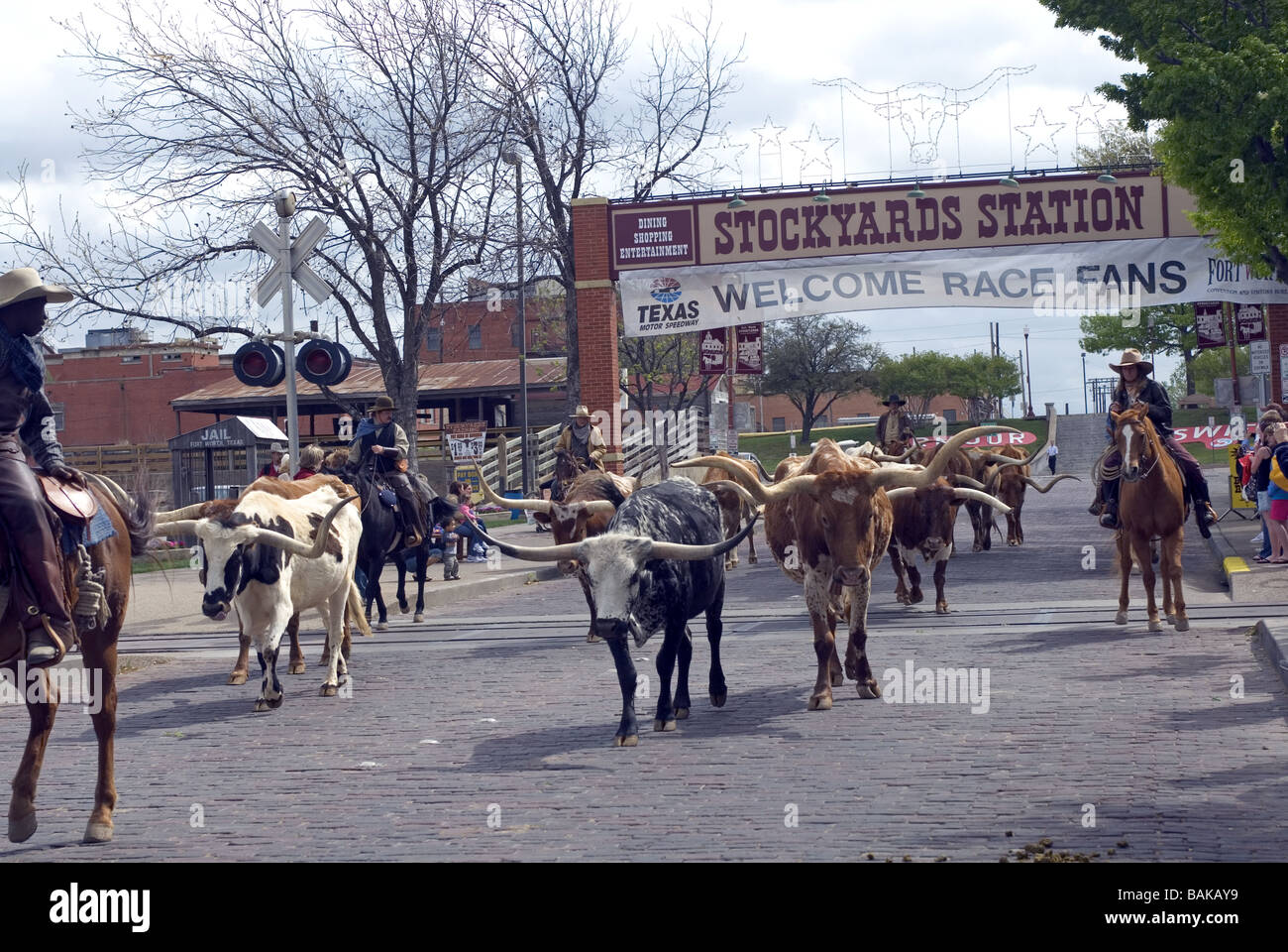 Cattle Drive Historical Stock Photos & Cattle Drive Historical Stock ...