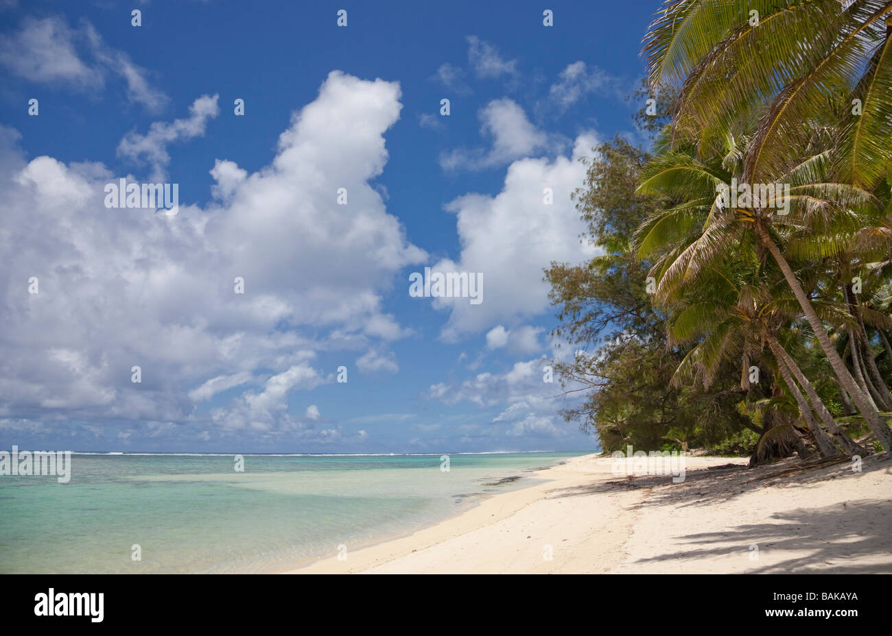 Coconut Palms on Tropical Beach - Rarotonga, Cook Islands, Polynesia ...