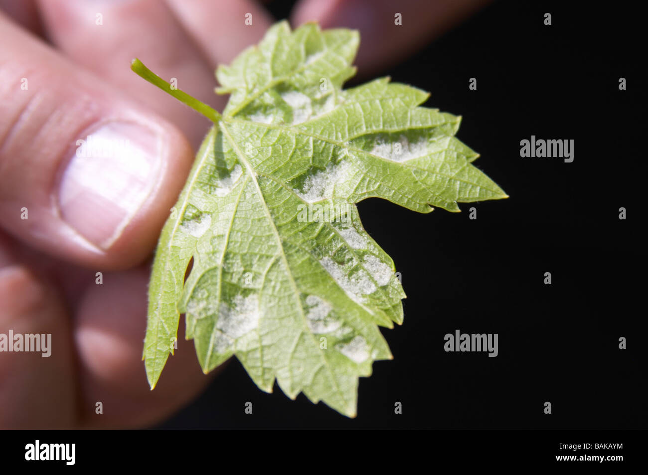 Vine leaf showing attack by phylloxera vastatrix, vine louse le cellier ...