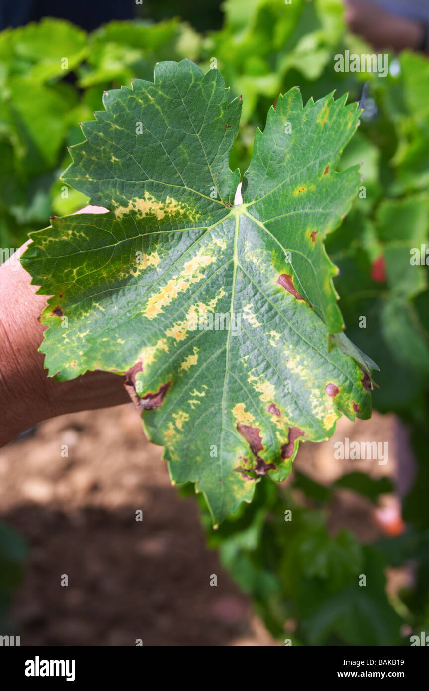 Leaf Chlorosis Disease High Resolution Stock Photography and Images - Alamy