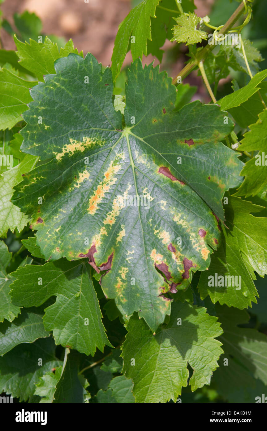 Vine leaf disease hi-res stock photography and images - Alamy
