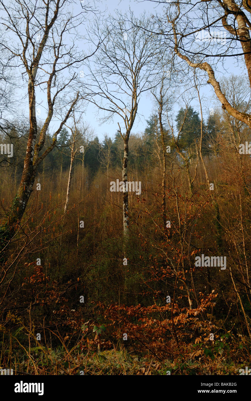 Natural Birch regeneration with conifer plantation in the background ...