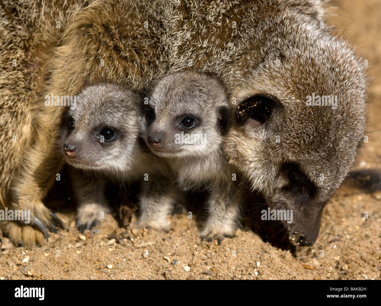 Meerkat pups under the protection of an adult Stock Photo - Alamy