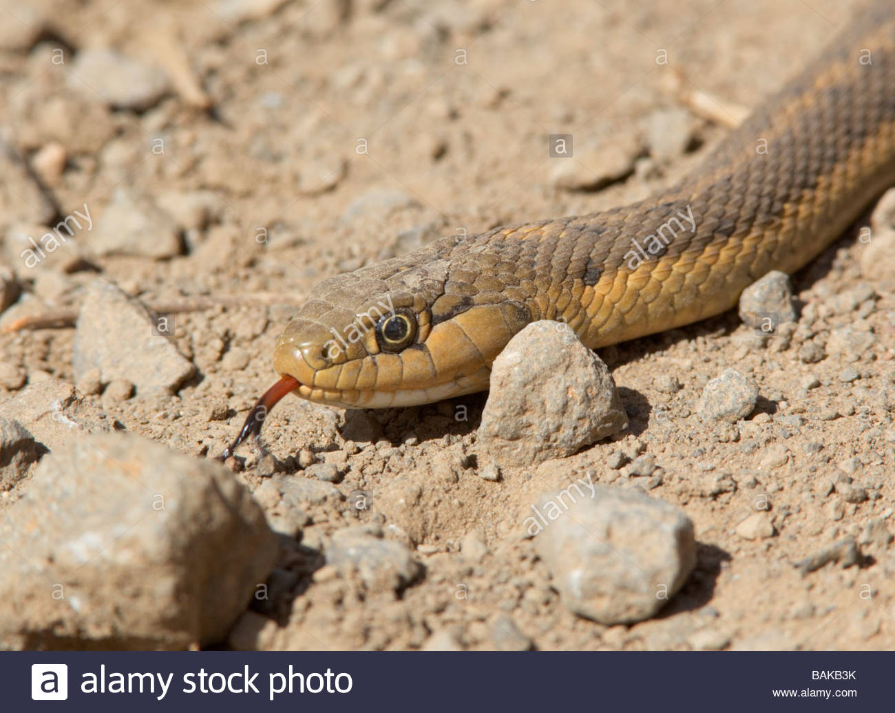 Terrestrial Gartersnake High Resolution Stock Photography and Images ...