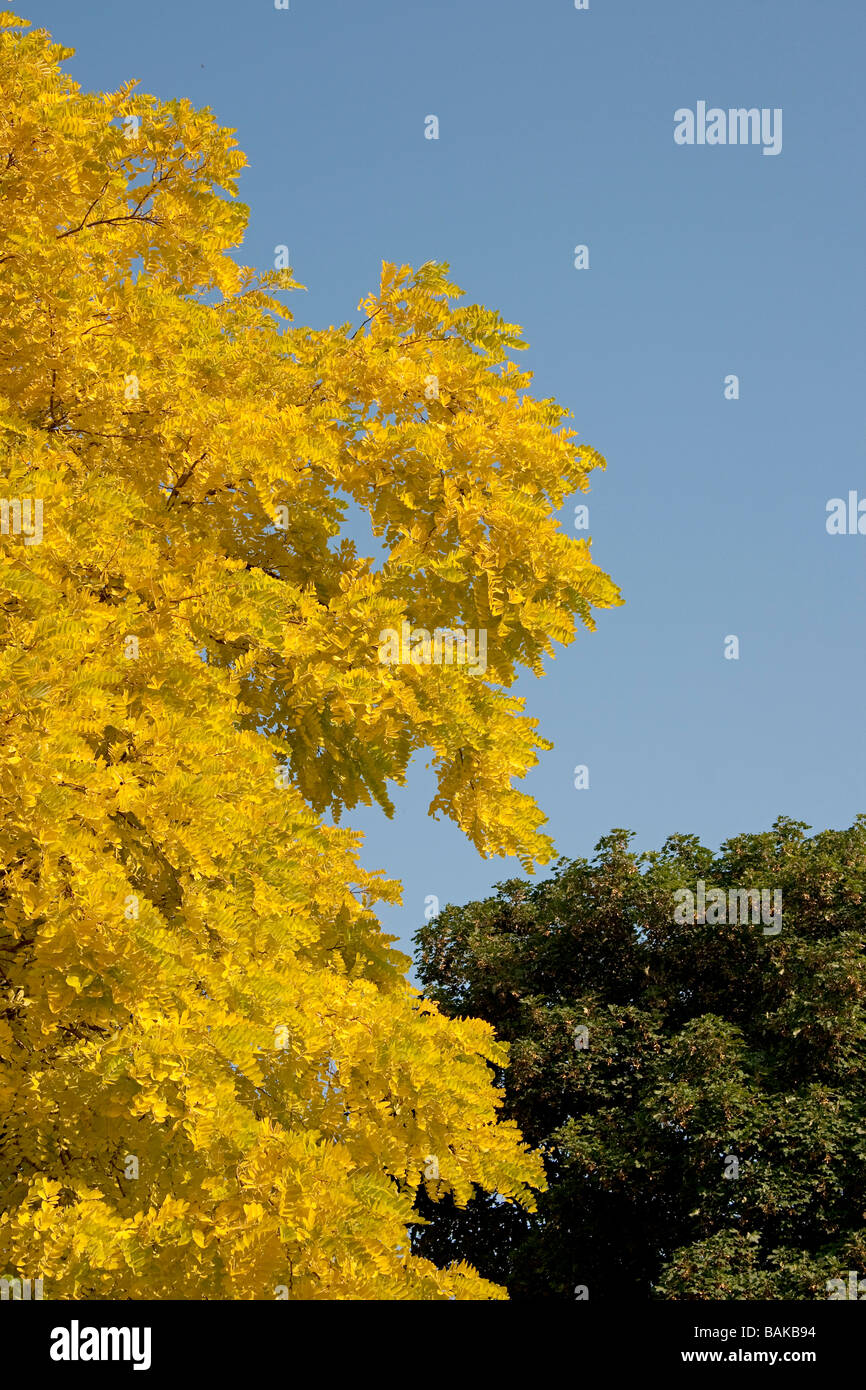 Bright yellow spring foliage of Robinia pseudoacacia False Acacia ...