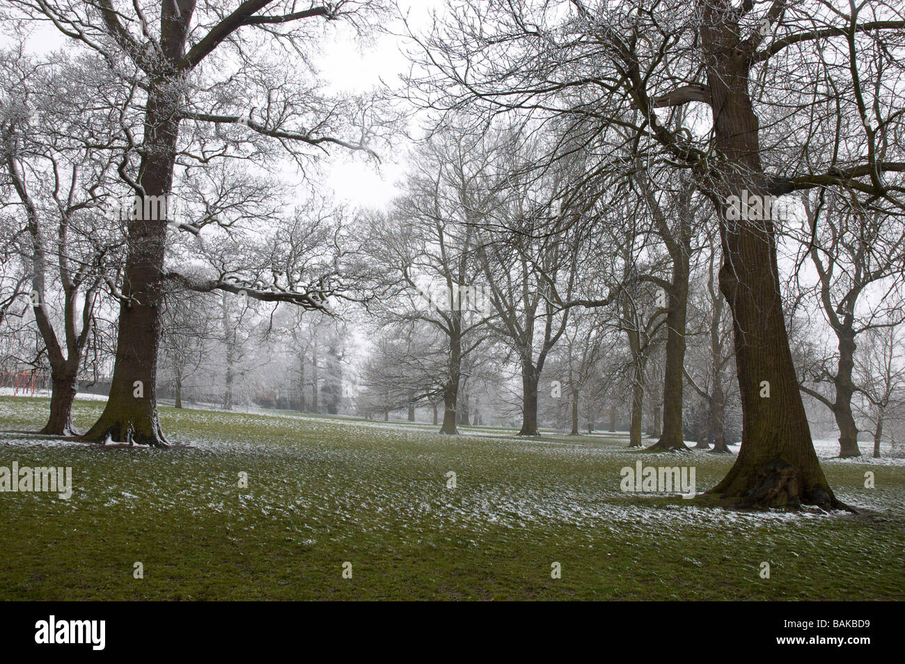 Oak trees in winter with a small amount of snow on the ground Stock ...