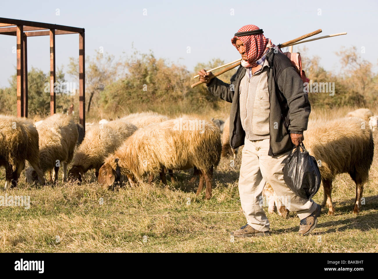Bedouin Shepherds Israel