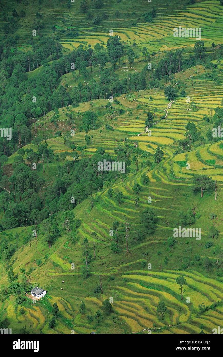 India, Uttarakhand State, Curzon Trail, near Pana, sorgho field Stock ...