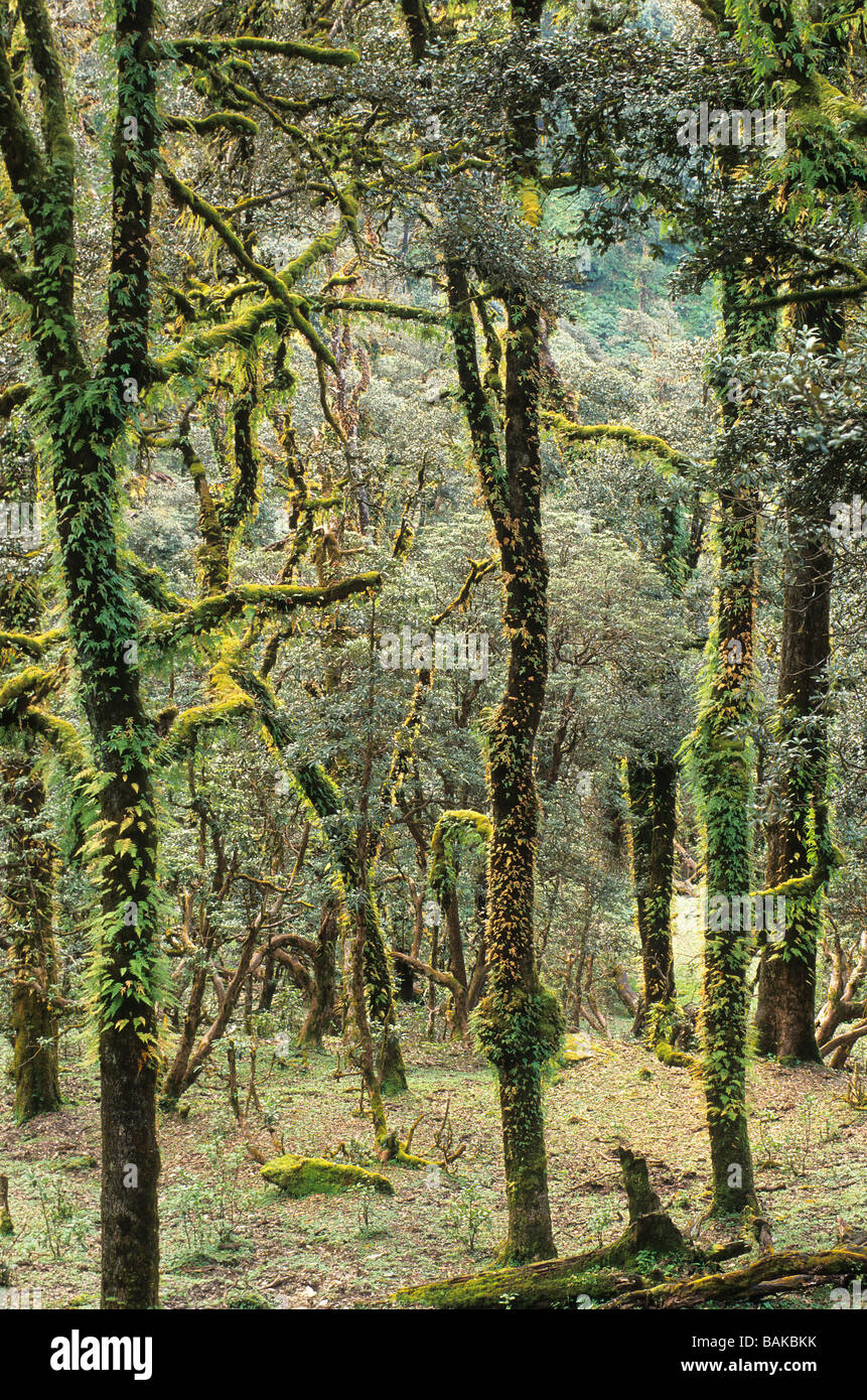 Silver forest india hi-res stock photography and images - Alamy