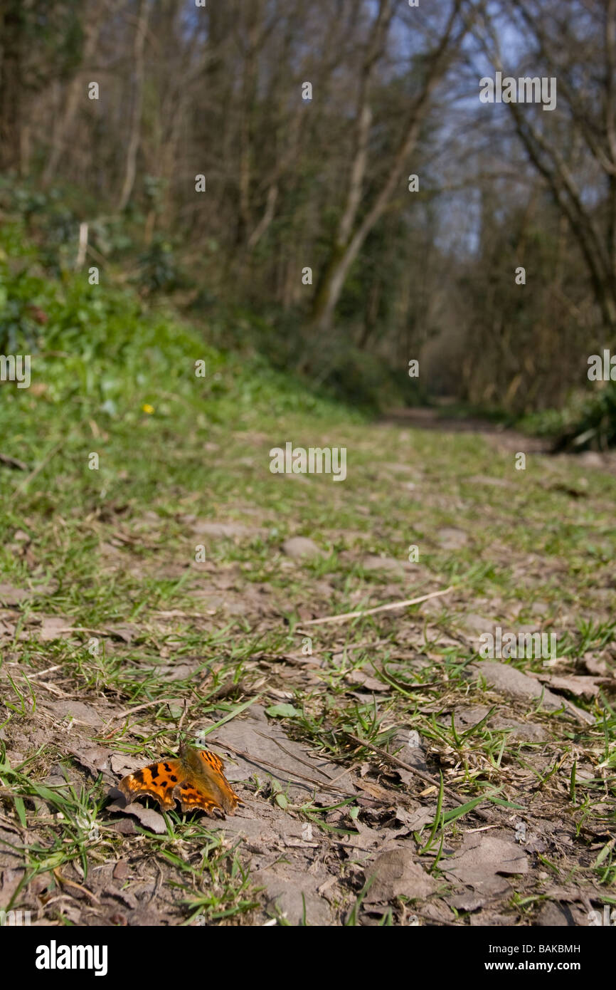 Butterfly walking on the ground hi-res stock photography and images - Alamy