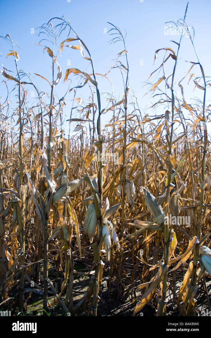 Autumn midwest hi-res stock photography and images - Alamy