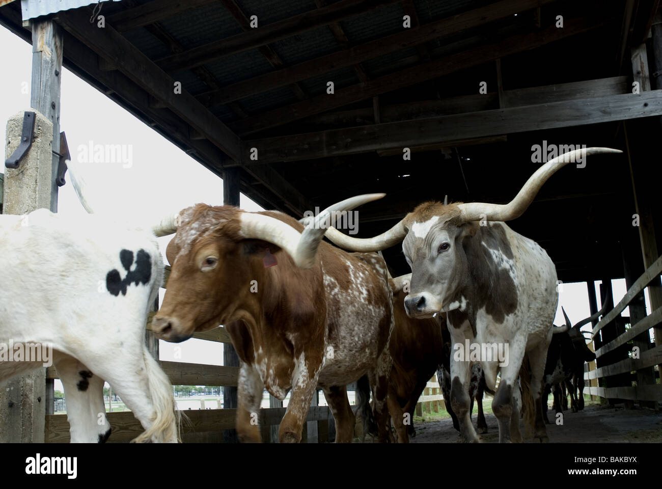 Ranch Cattle Drive Texas Stock Photos & Ranch Cattle Drive Texas Stock ...