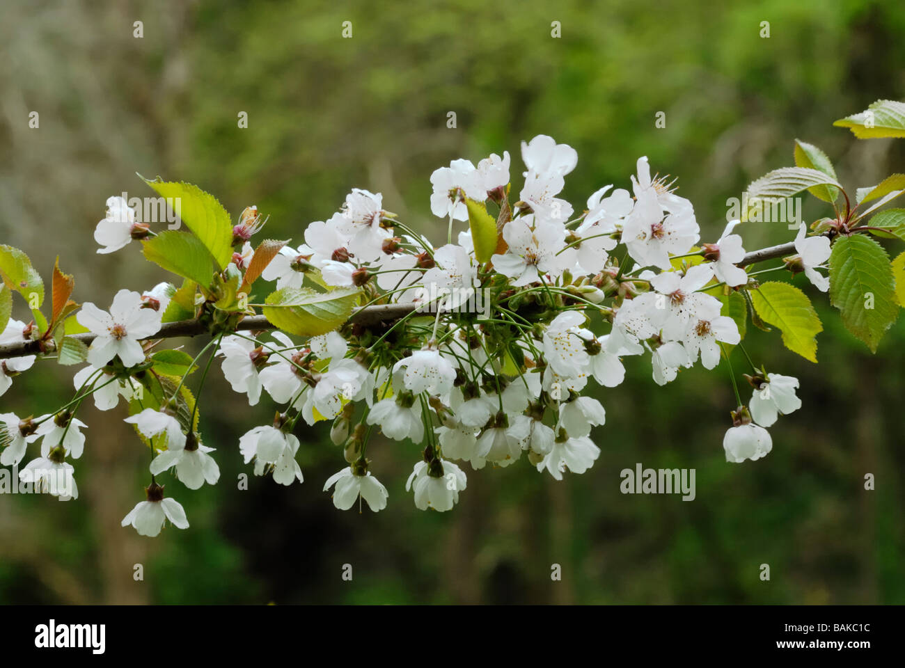Gean or Wild Cherry blossom Prunus avium, Wales, UK Stock Photo - Alamy