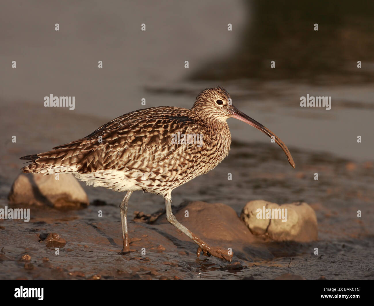 Curlew, Numenius arquata, wading through mud Stock Photo - Alamy