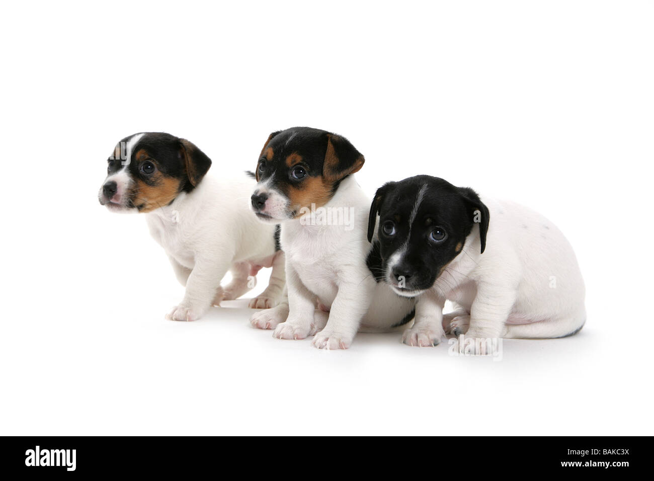 Three puppies sad Stock Photo - Alamy