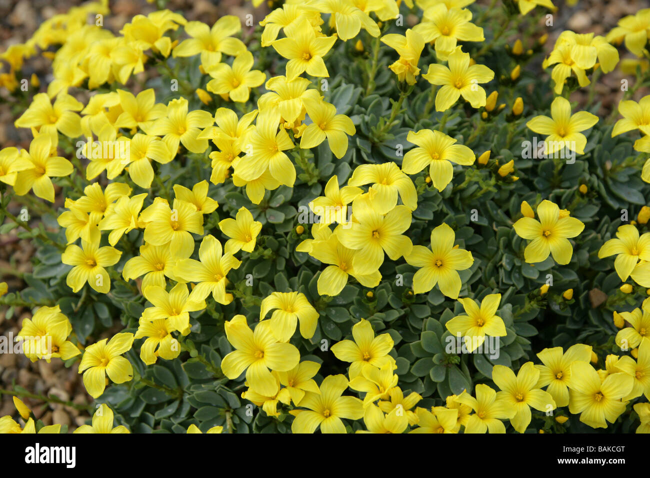 Flax, Linum doefleri, Linaceae, Crete, Greece Stock Photo - Alamy