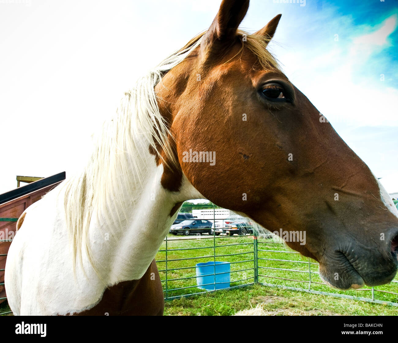 Wide angle close up view of a horse in a holding pen at a rodeo Stock ...