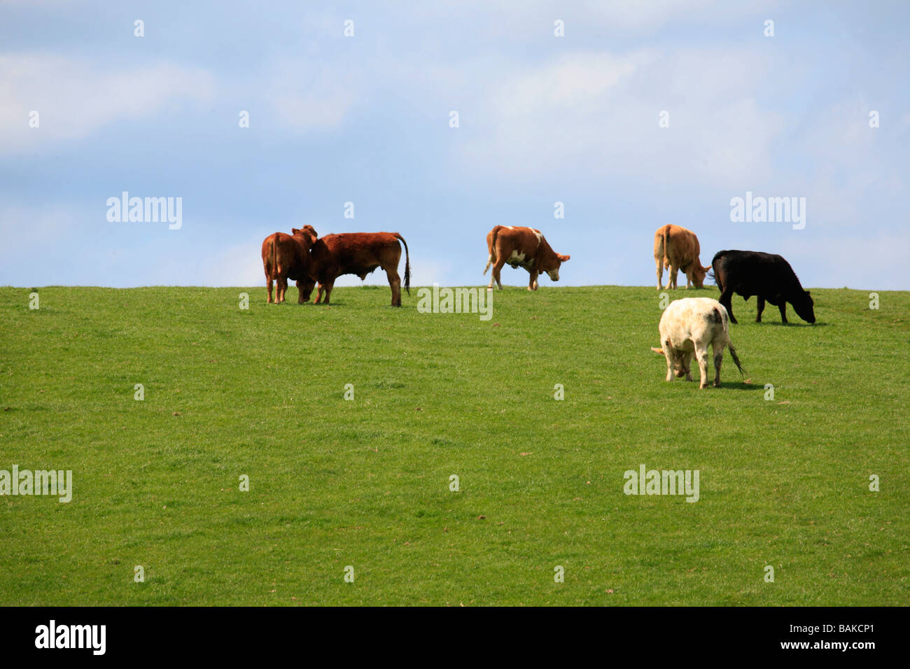 Cattle in Pasture Stock Photo - Alamy