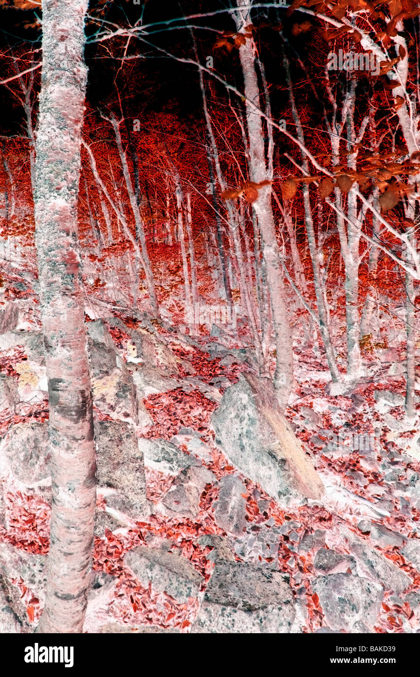 Infrared shot of a forest in a canyon Stock Photo - Alamy