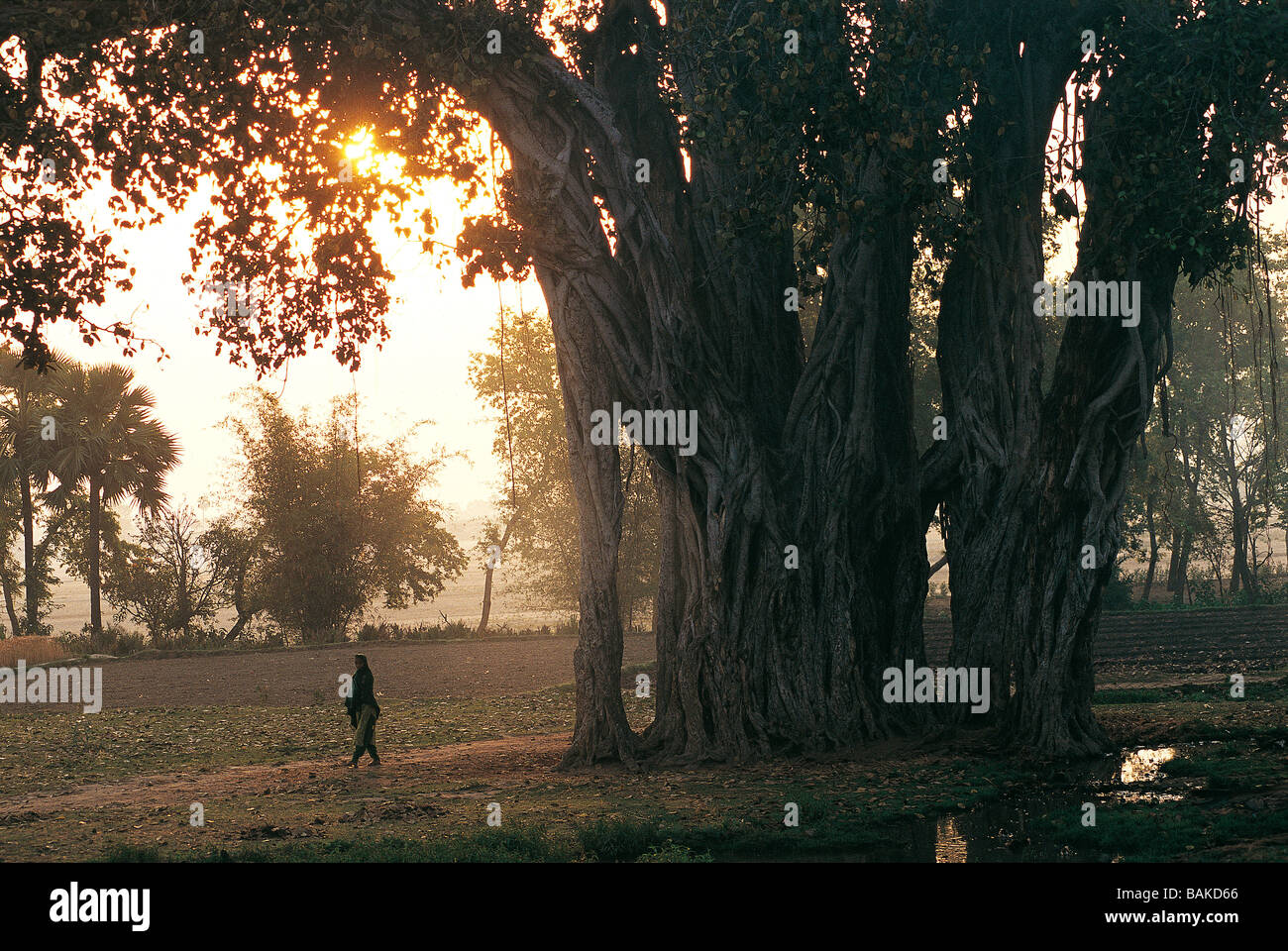 India, Bihar State, Bodh Gaya region, sunrise and banyan tree Stock ...