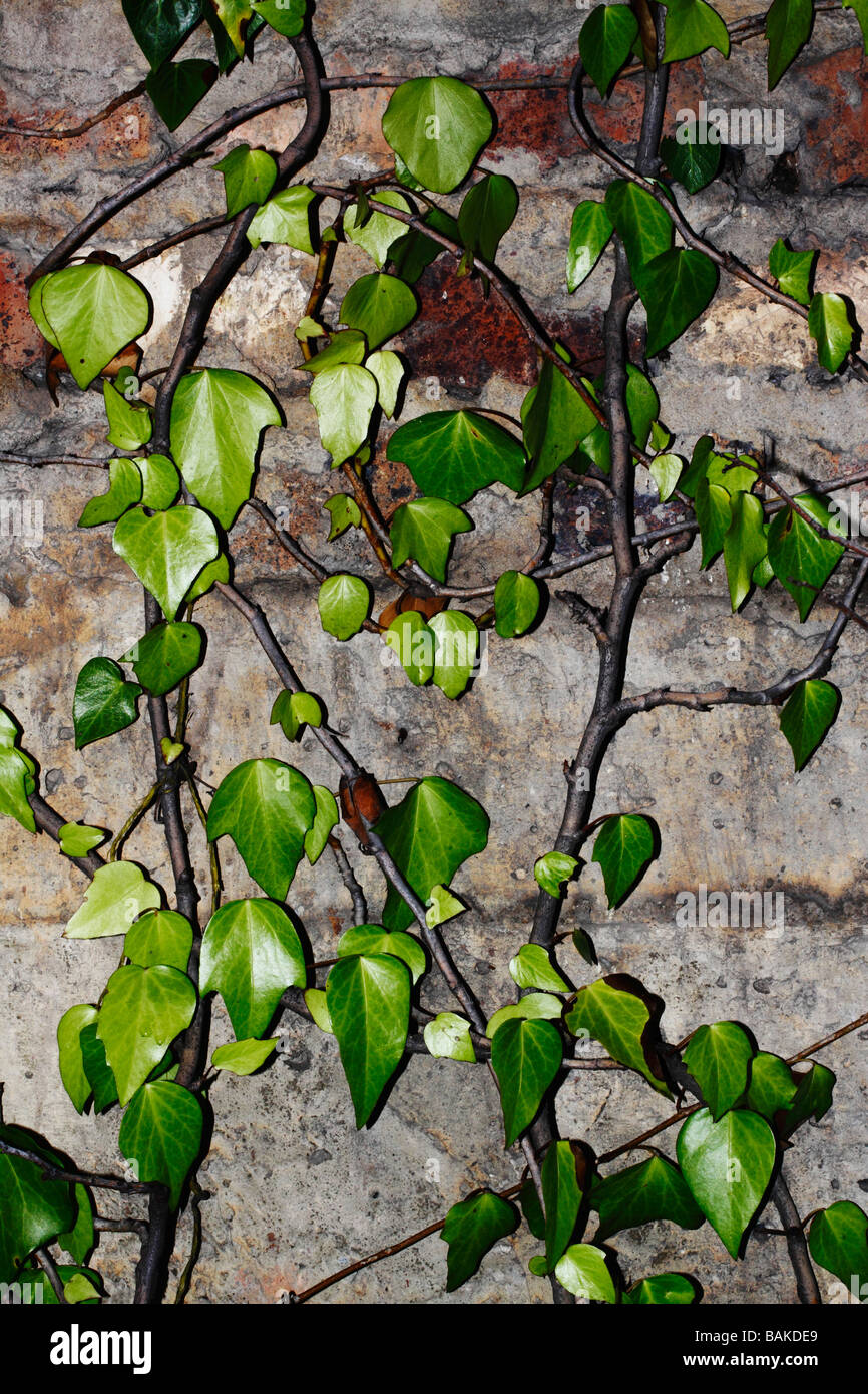 Ivy, Virginia creeper, Tunja, Boyacá, Colombia, South America Stock ...