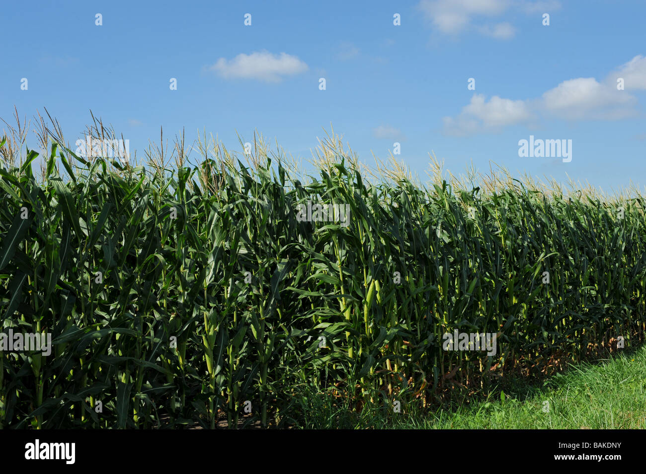 Crop rotation corn hi-res stock photography and images - Alamy