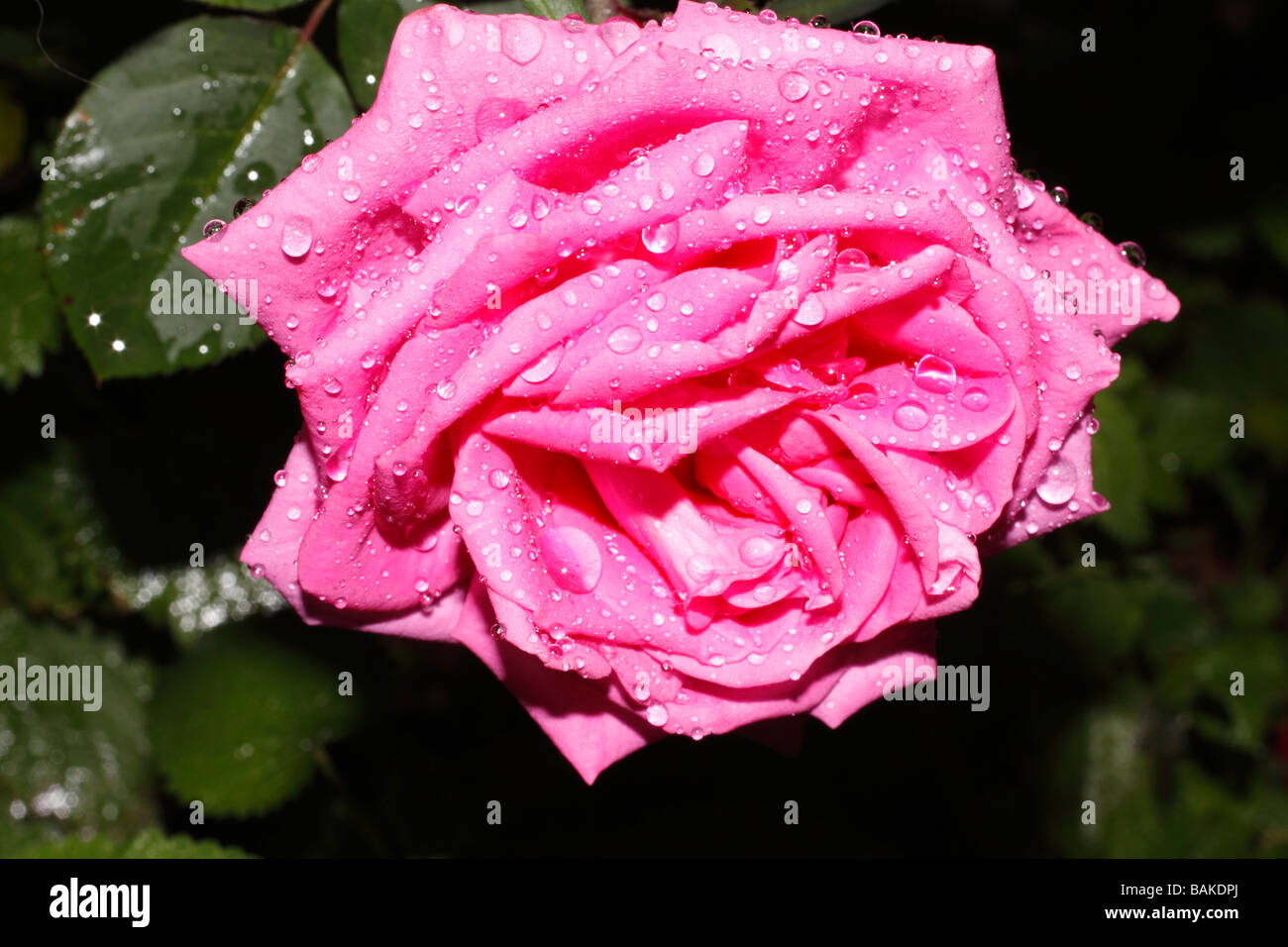 shrub rose Rosa Prima water drops on pink rose, Tunja, Boyacá, Colombia ...
