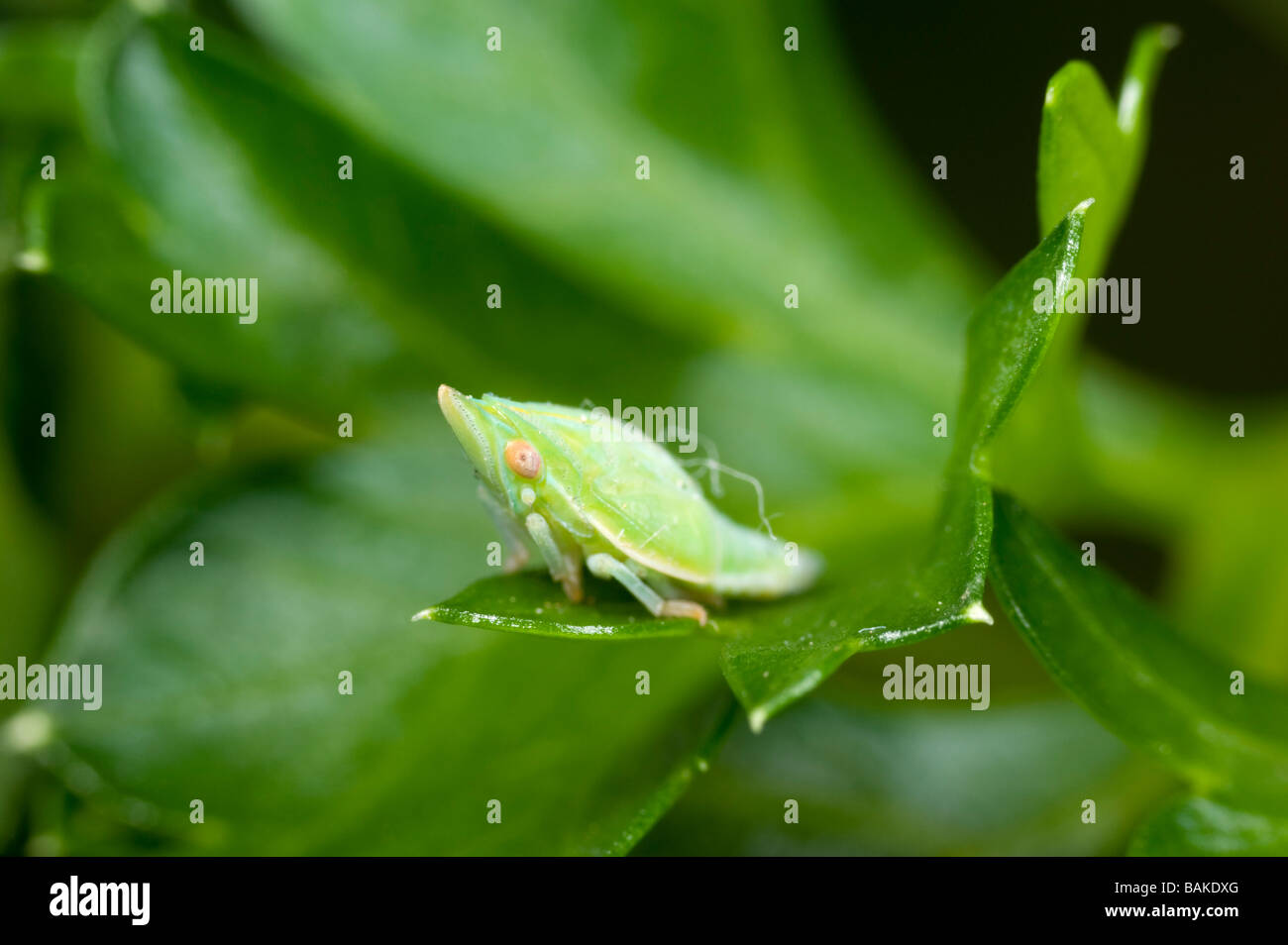 Australian planthopper nymph hi-res stock photography and images - Alamy