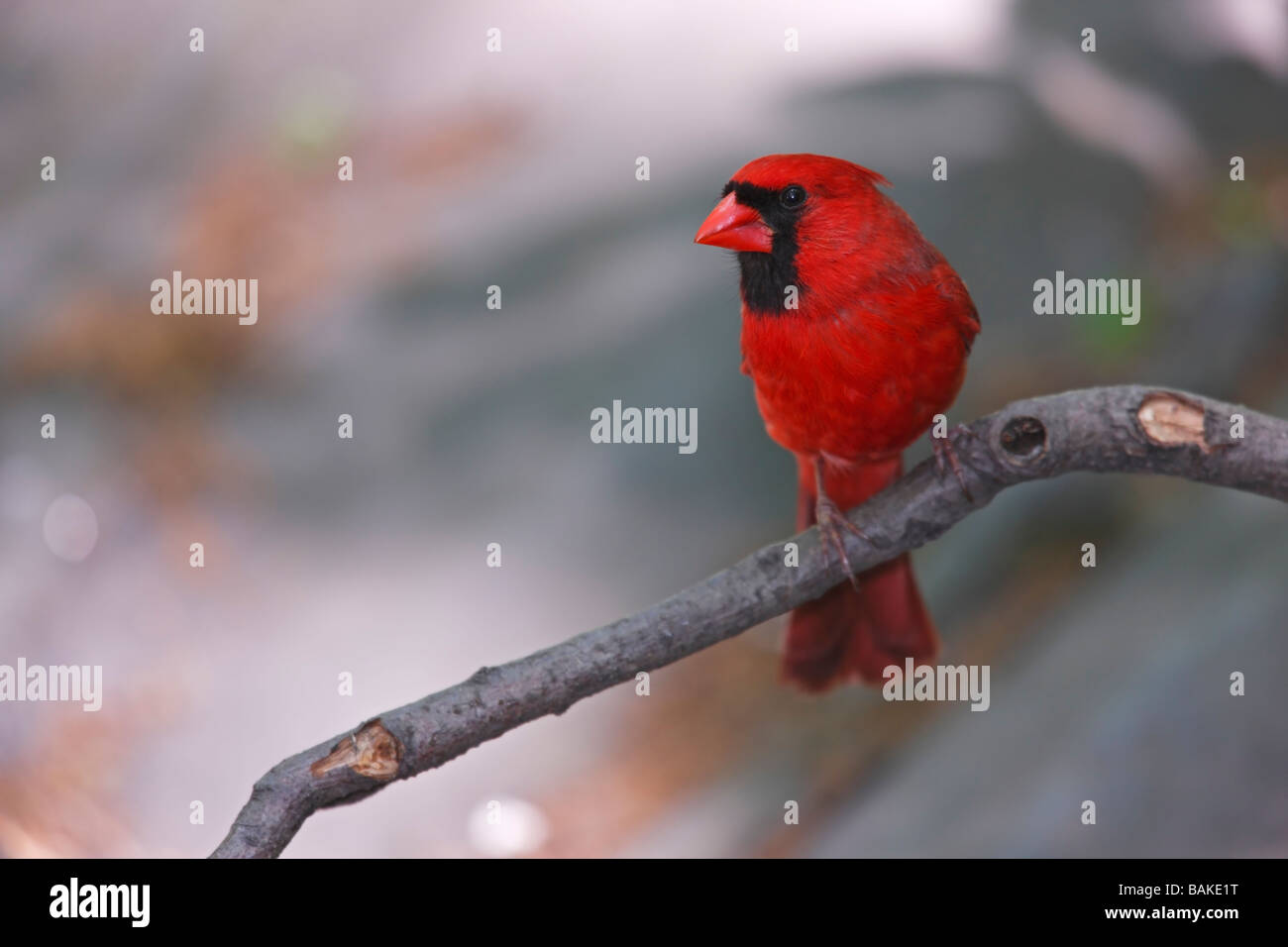 Northern Cardinal Cardinalis cardinalis cardinalis male sitting on a ...