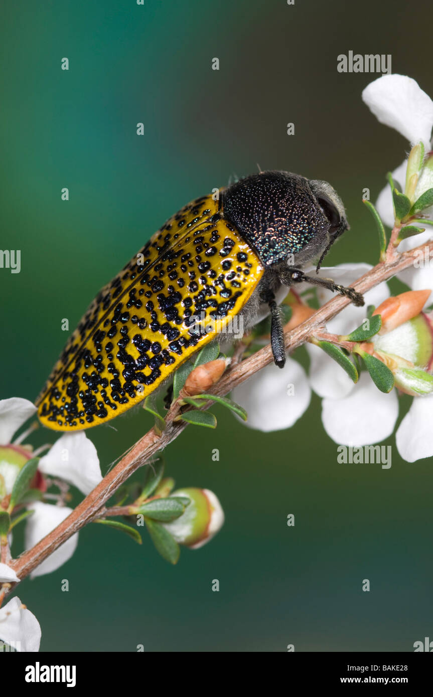 Jewel beetle hi-res stock photography and images - Alamy