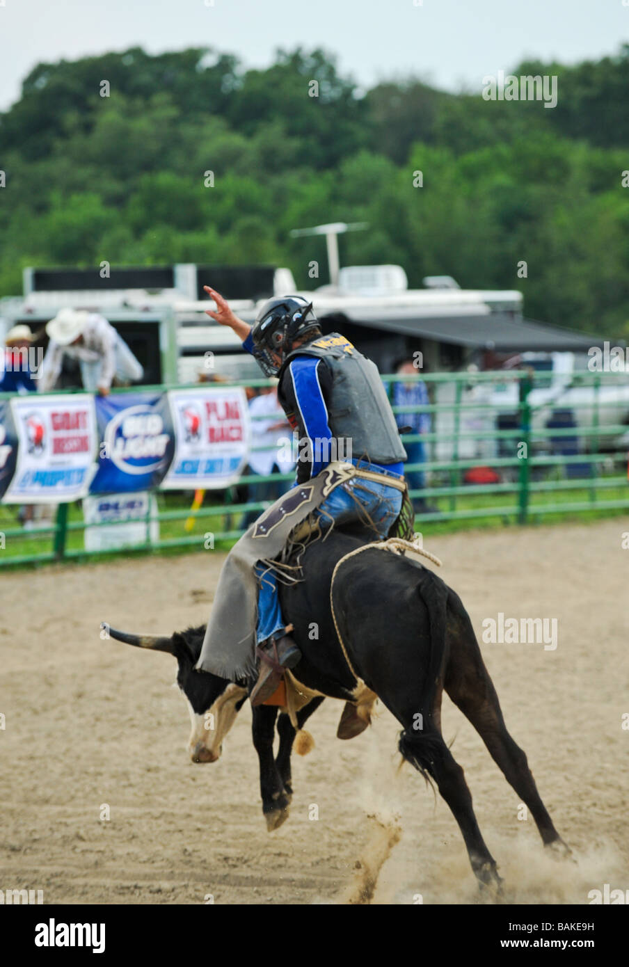 Man on bucking steer at rodeo Stock Photo - Alamy