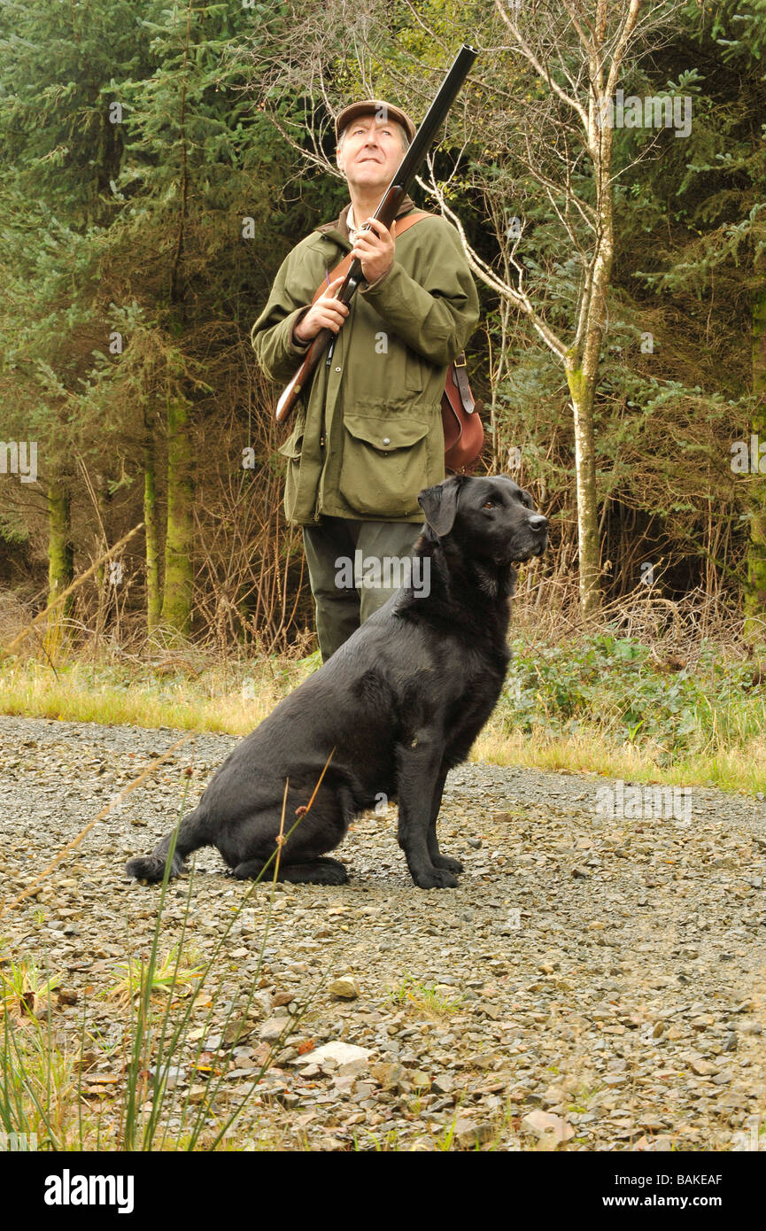 rough shooting in forestry with shotgun and labrador dog Stock Photo ...