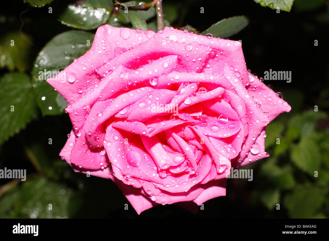 shrub rose Rosa Prima water drops on pink rose, Tunja, Boyacá, Colombia ...