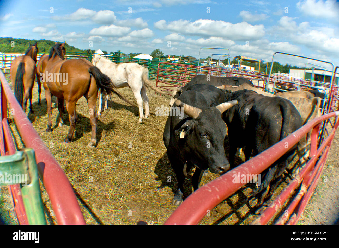 Livestock in a holding pen eating hay Stock Photo - Alamy