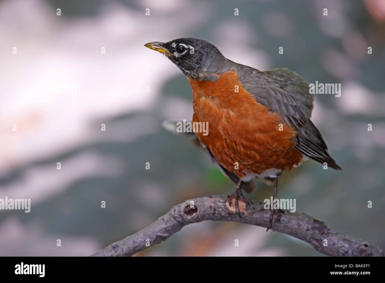 Robin bird bath hi-res stock photography and images - Alamy