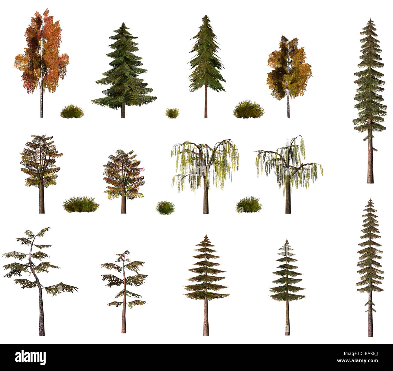 3d model oak tree isolated hi-res stock photography and images - Alamy 3d model oak tree isolated hi-res stock photography and images - Alamy