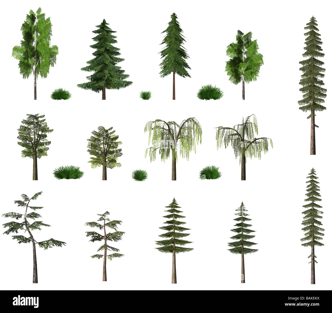 3d model oak tree isolated hi-res stock photography and images - Alamy