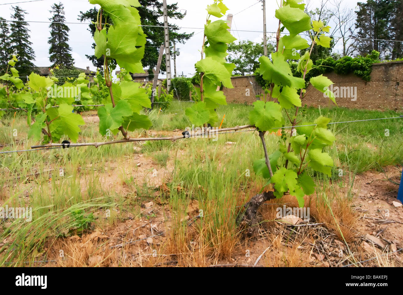 Cordon Royat High Resolution Stock Photography and Images - Alamy