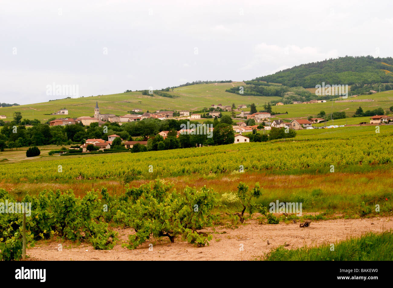 Morgon vineyard hi-res stock photography and images - Alamy